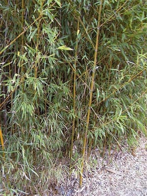 Bamboo Phyllostachys spp | Tryon Life Community Farm