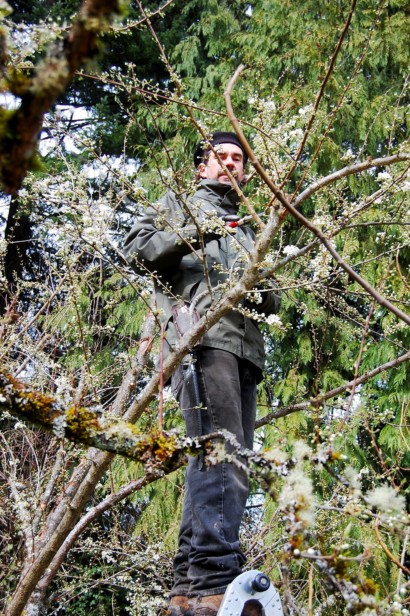 Bo Tree Pruning | Tryon Life Community Farm