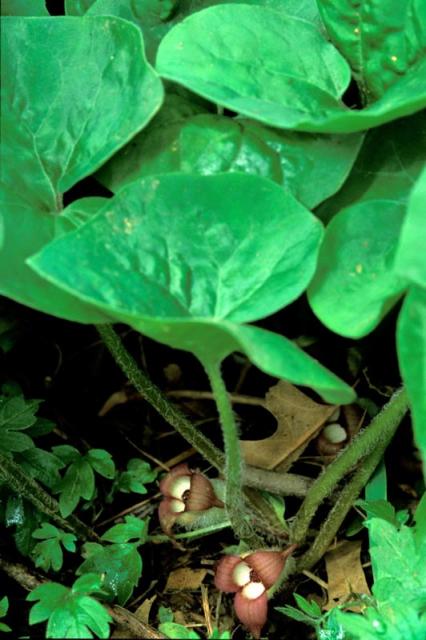 Wild ginger (Asarum canadense) Native | Tryon Life Community Farm