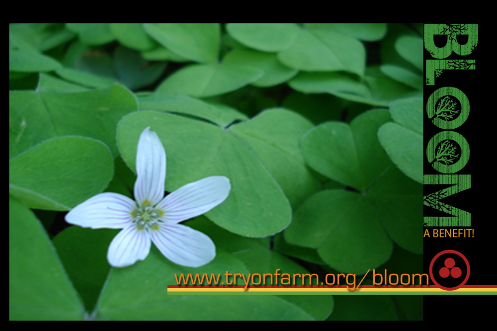 bloom flyer front 4x6 | Tryon Life Community Farm